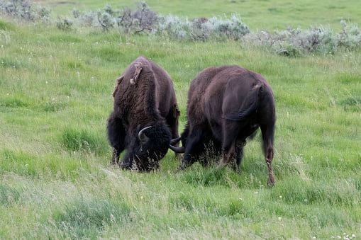 FIGHTING PLANT ENEMIES. | Sow America